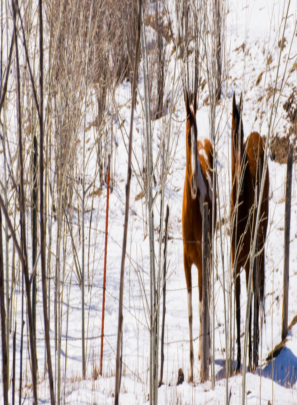 cropped-Horses.Ribbon1.jpg | Reno Gulch