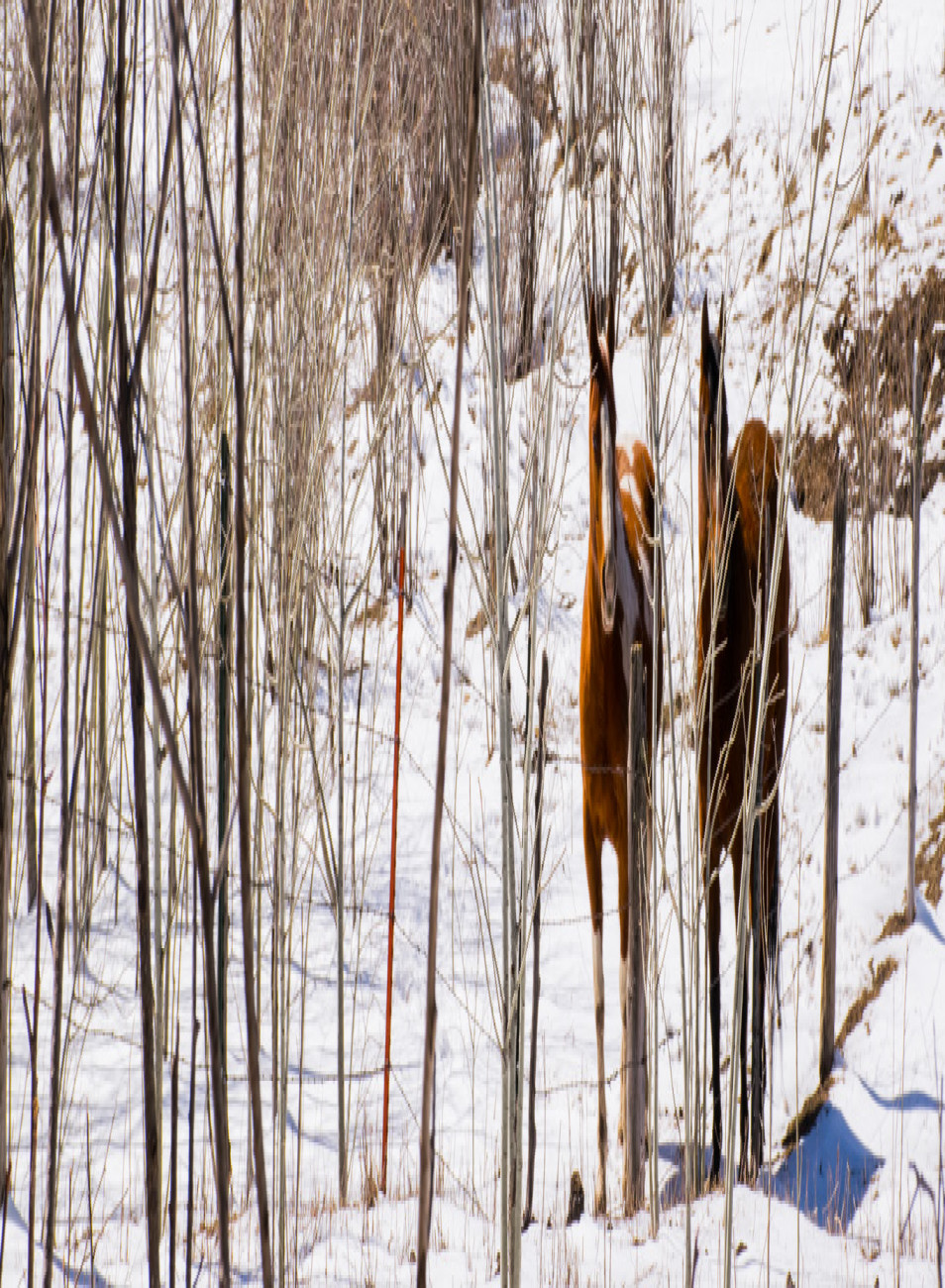 cropped-Horses.Ribbon2.jpg | Reno Gulch